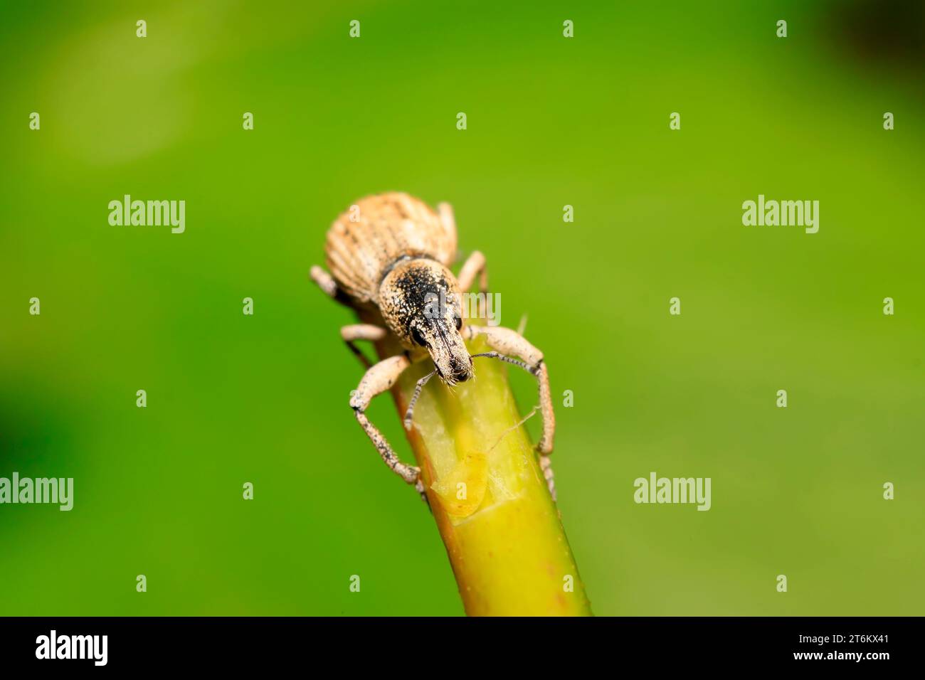 weevil on the plant, a kind of insect has a long nose Stock Photo - Alamy
