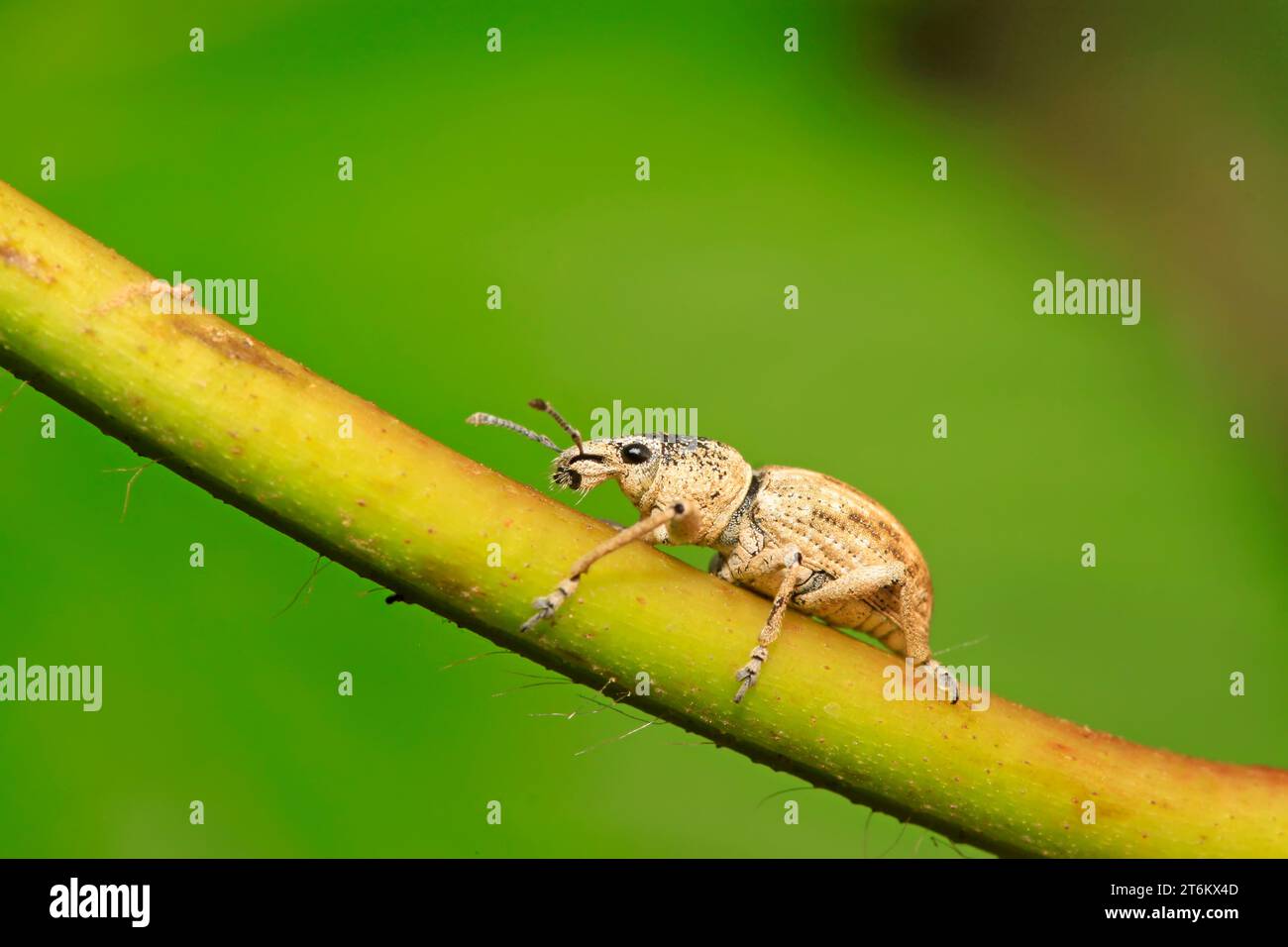 weevil on the plant, a kind of insect has a long nose Stock Photo - Alamy