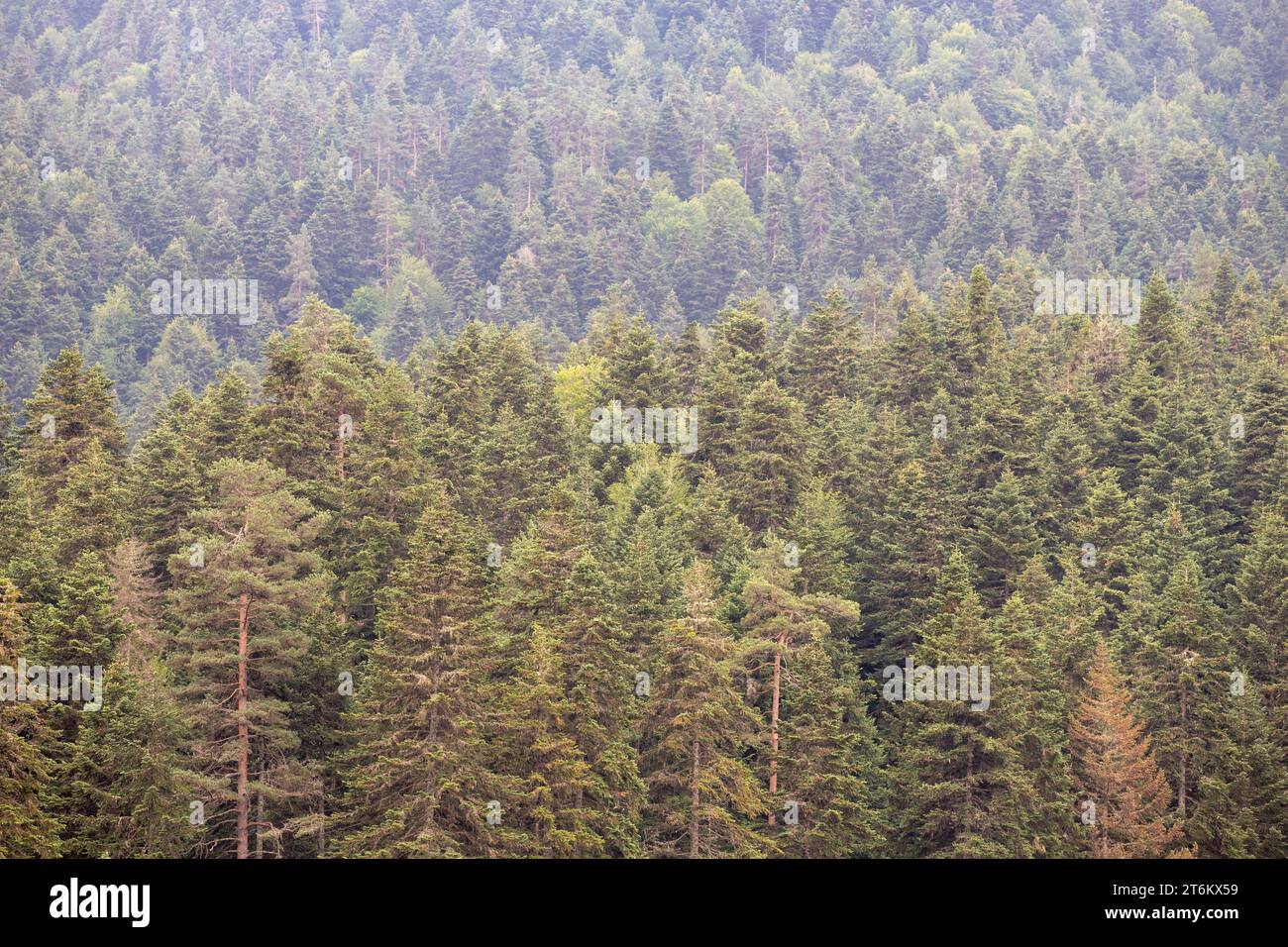 Pine trees in the wilderness of a national park. Healthy green trees ...