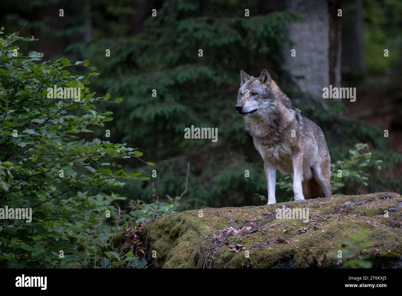 Wolf is standing on the rock in Bayerischer Wald National Park, Germany ...