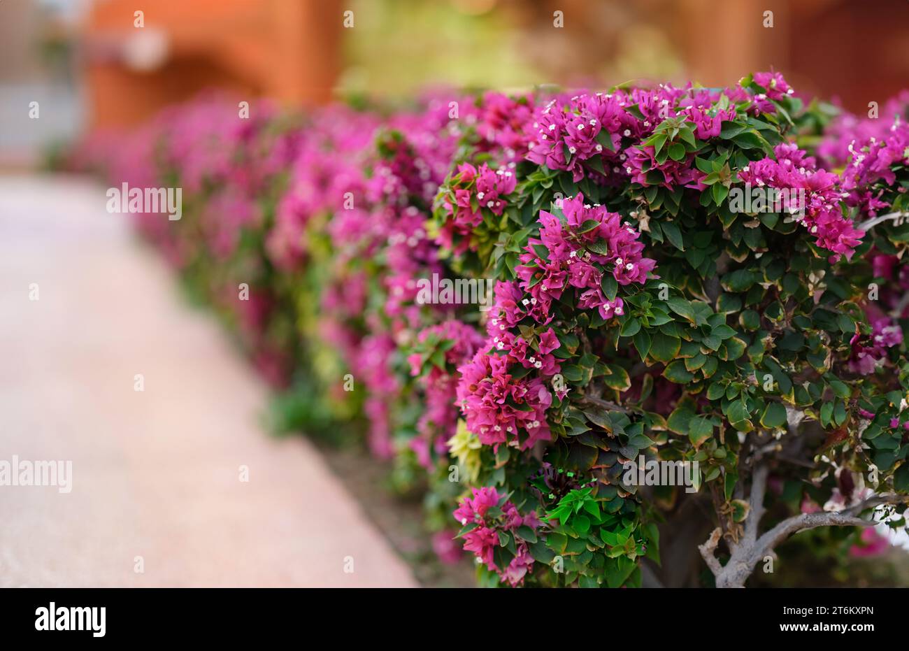 Beautiful alley with pink flowers on bushes closeup background Stock ...