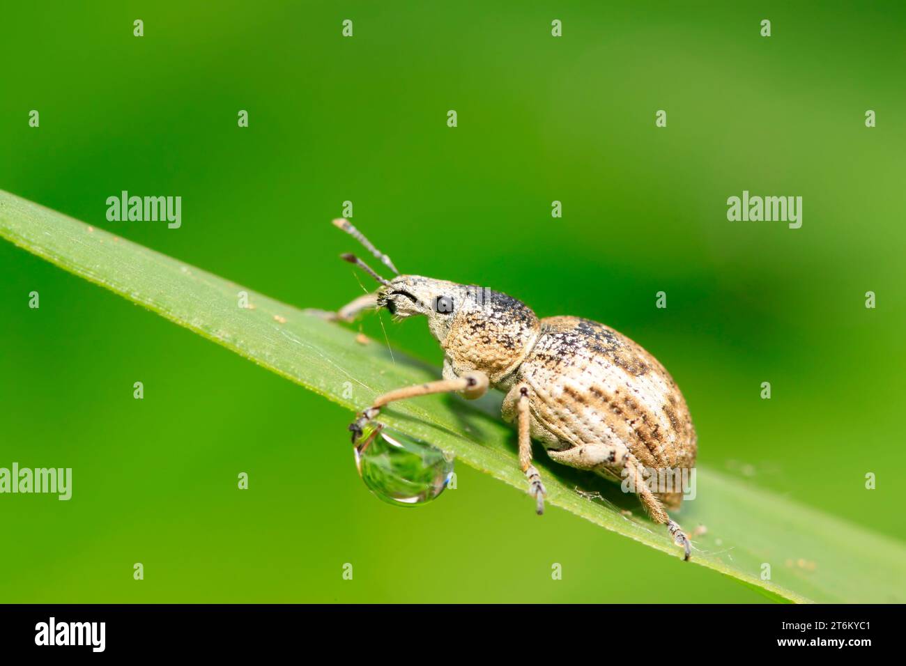 weevil on the plant, a kind of insect has a long nose Stock Photo - Alamy