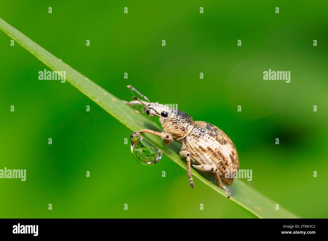 weevil on the plant, a kind of insect has a long nose Stock Photo - Alamy