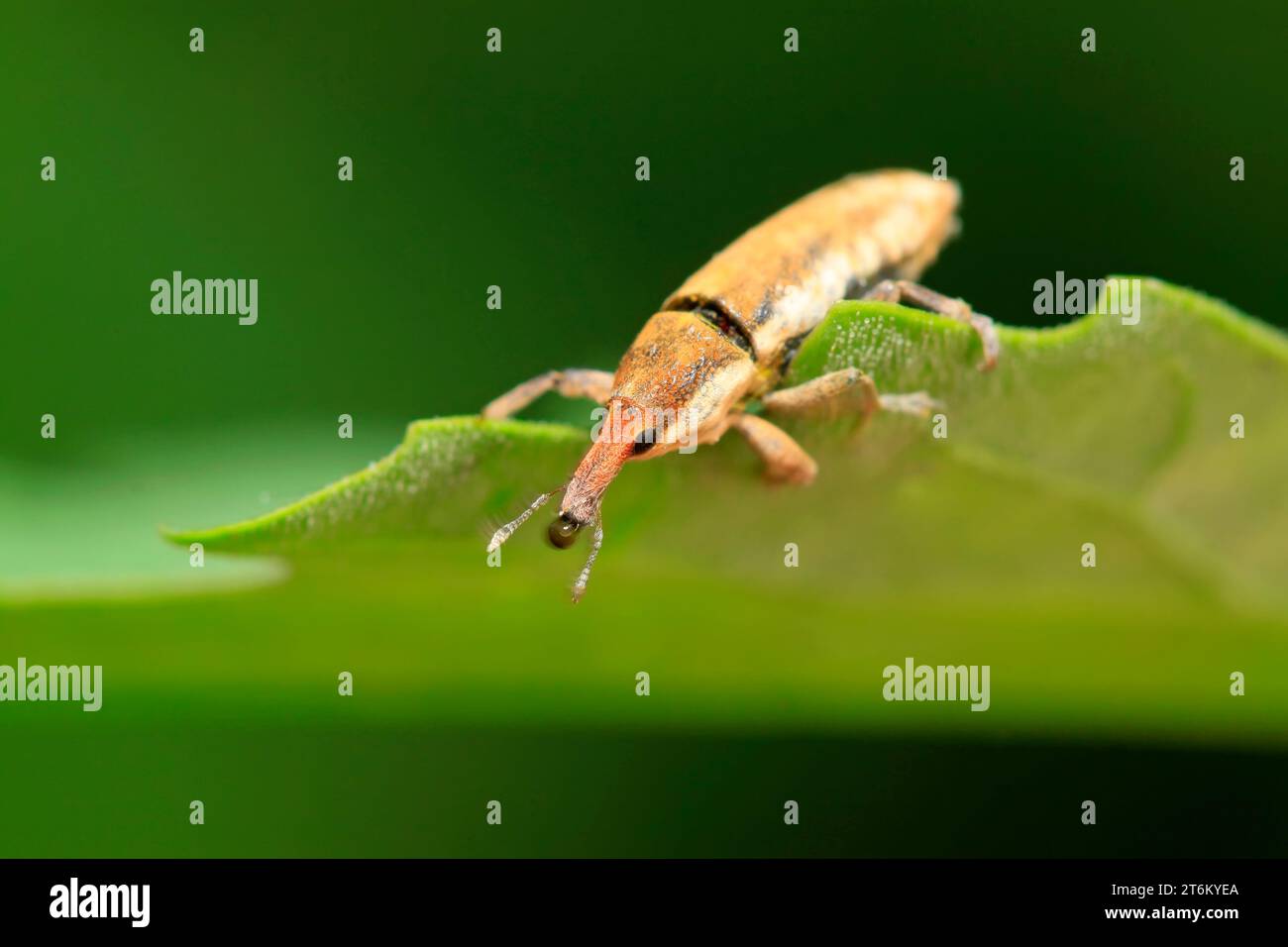 a kind of insect has a long nose Stock Photo - Alamy