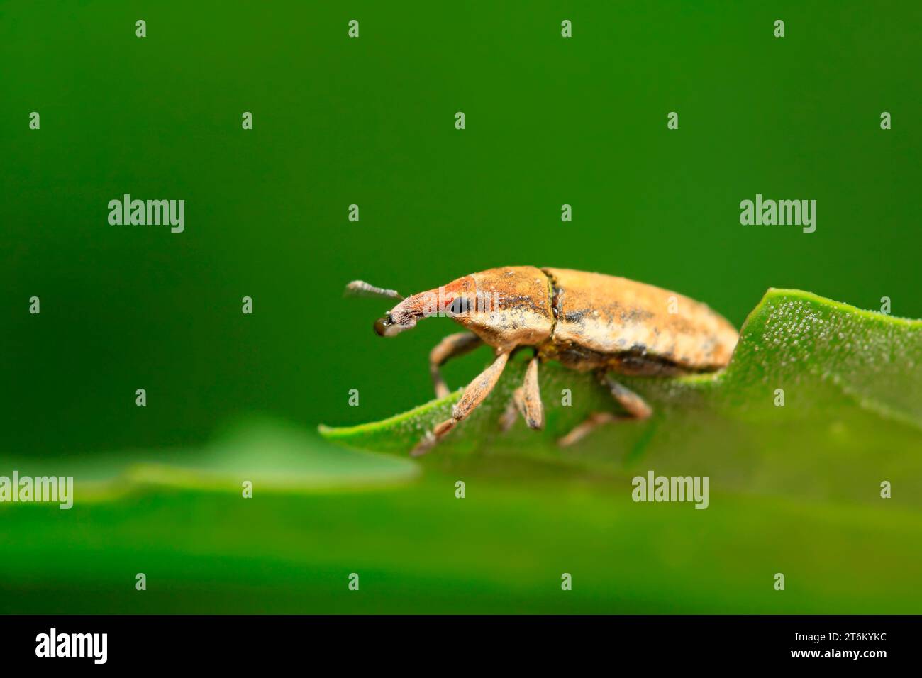 a kind of insect has a long nose Stock Photo - Alamy