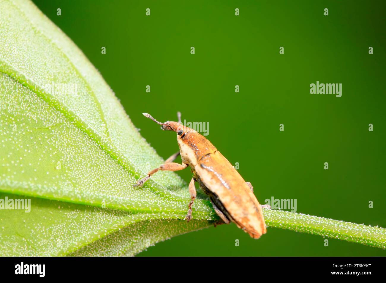 a kind of insect has a long nose Stock Photo - Alamy