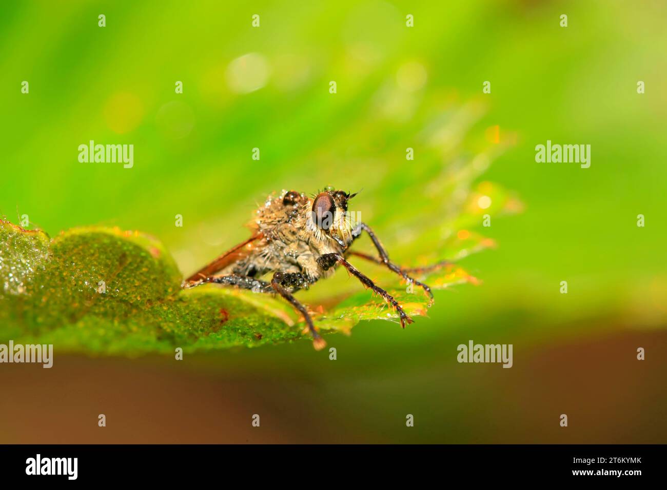 tabanidae insect prey on aphids on green leaf Stock Photo - Alamy