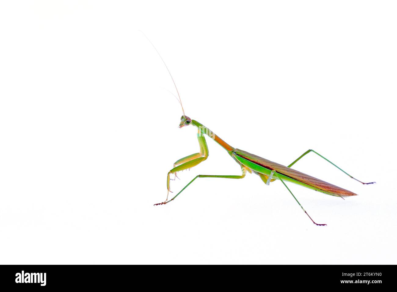 Mantis in white background, closeup of photo Stock Photo - Alamy