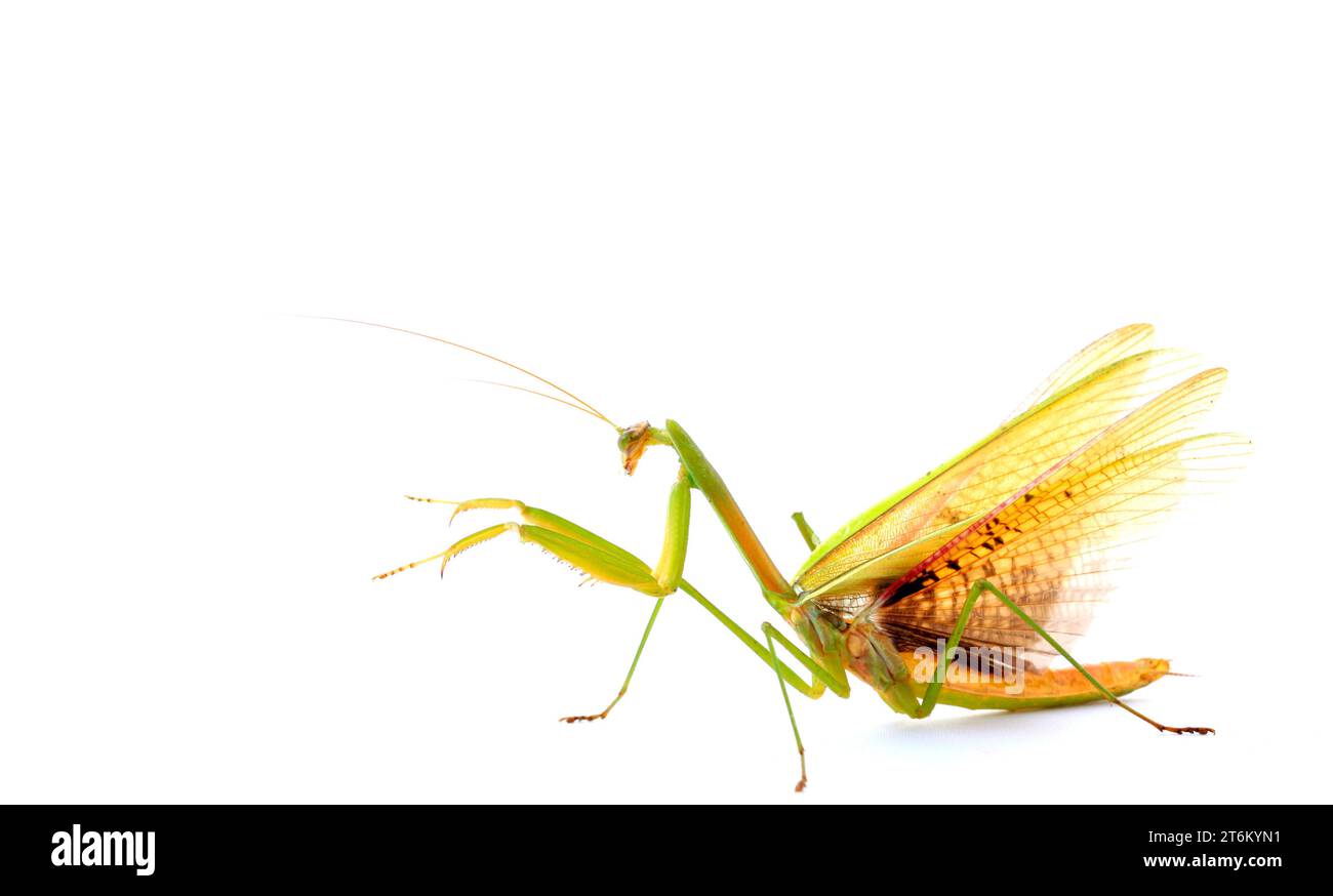 Mantis in white background, closeup of photo Stock Photo - Alamy