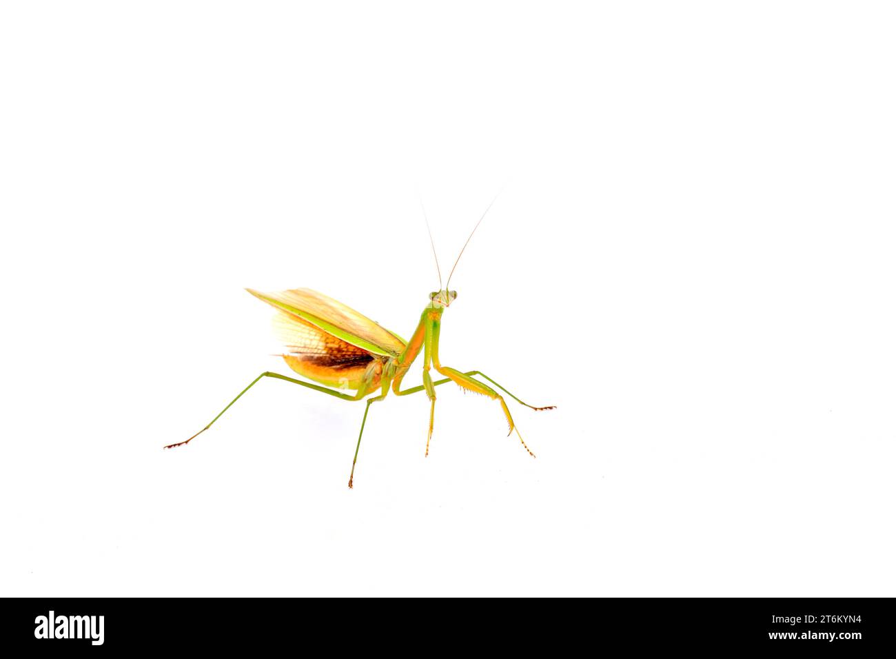 Mantis insect in nature Cut Out Stock Images & Pictures - Alamy