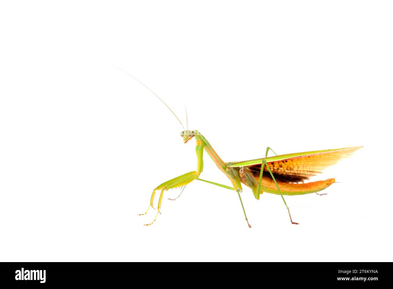 Mantis body Cut Out Stock Images & Pictures - Alamy