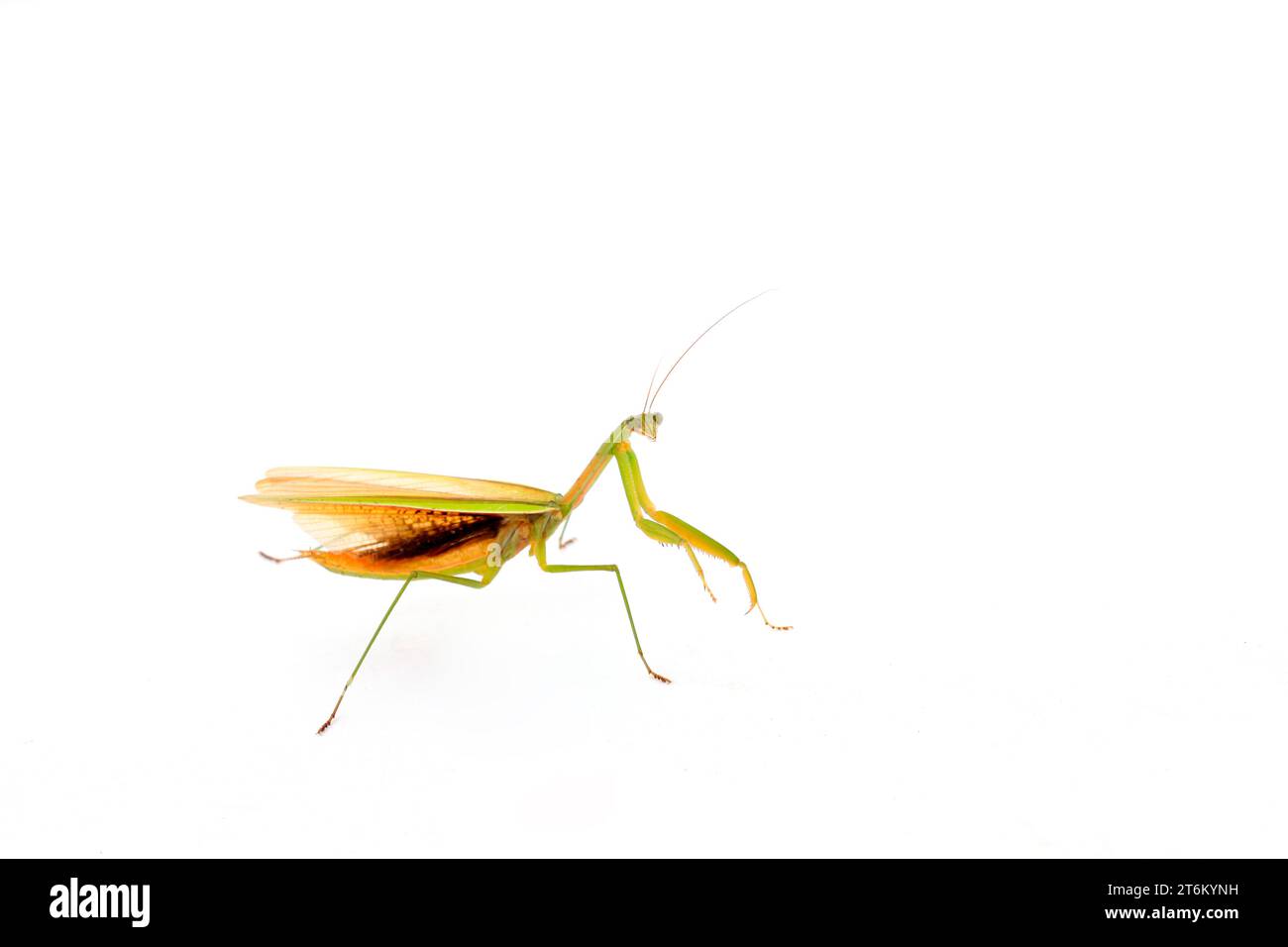 Mantis body Cut Out Stock Images & Pictures - Alamy