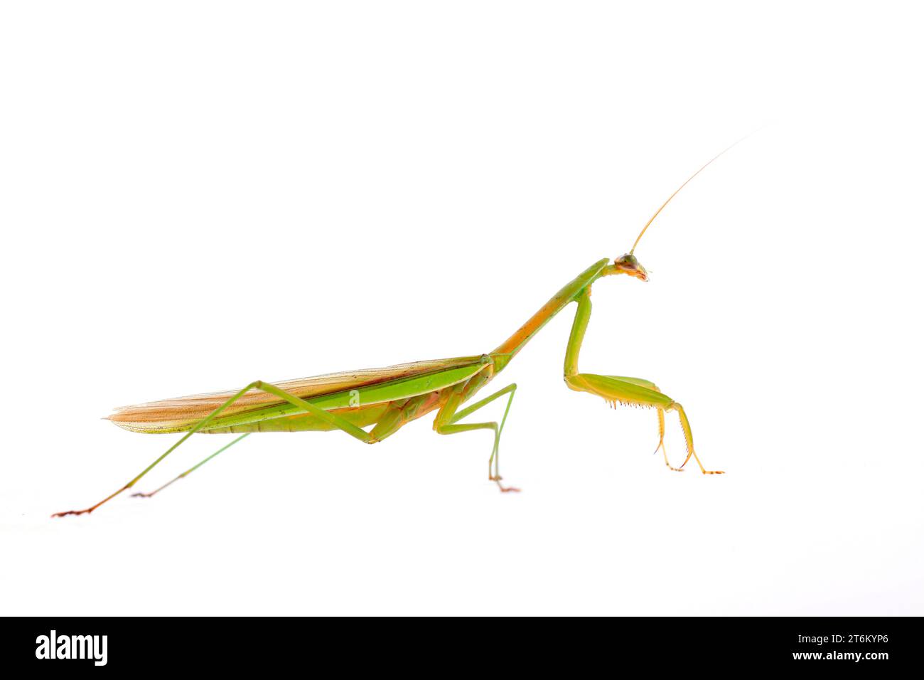 Mantis in white background, closeup of photo Stock Photo - Alamy