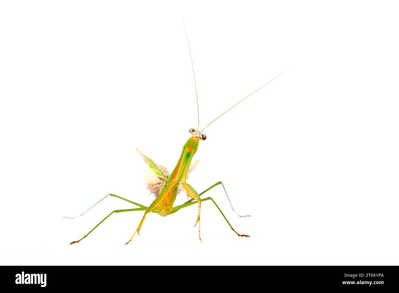 Mantis in white background, closeup of photo Stock Photo - Alamy