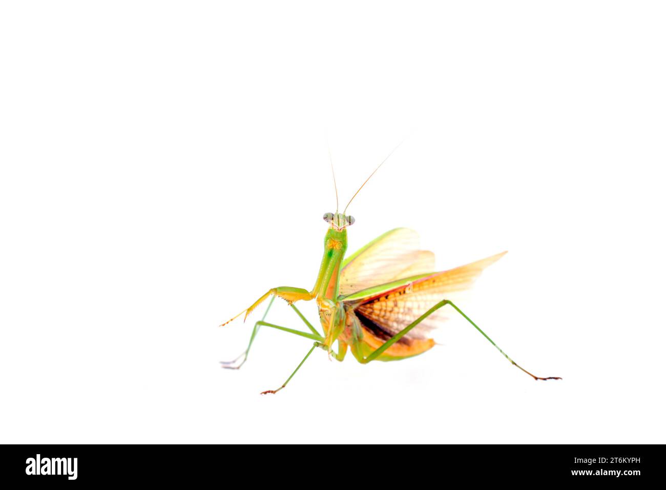 Mantis in white background, closeup of photo Stock Photo - Alamy