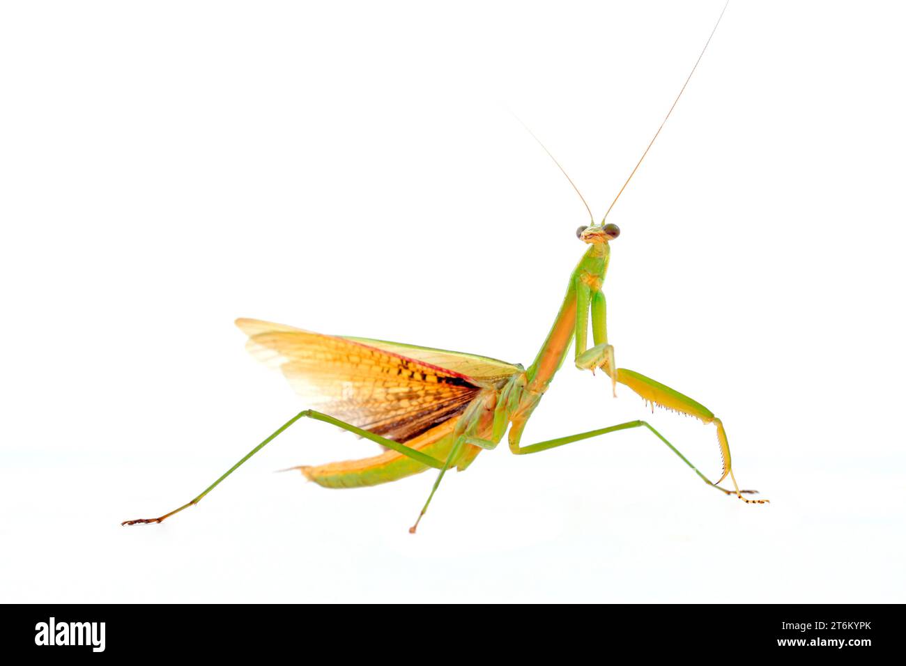 Mantis in white background, closeup of photo Stock Photo - Alamy