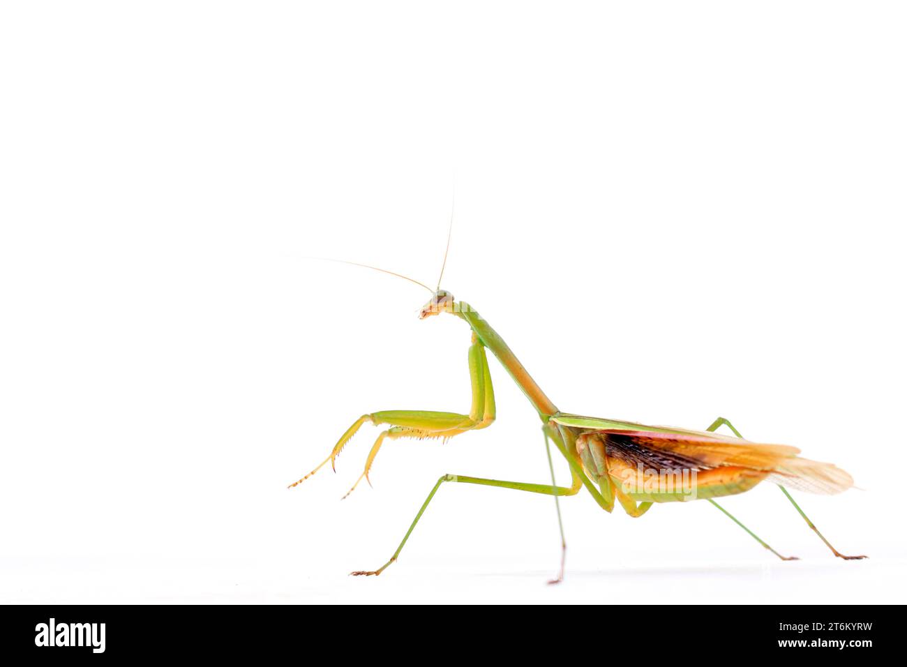 Mantis body Cut Out Stock Images & Pictures - Alamy