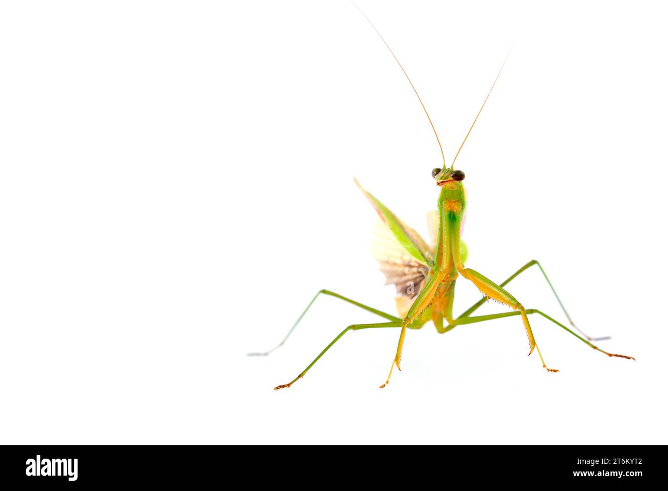 Mantis in white background, closeup of photo Stock Photo - Alamy