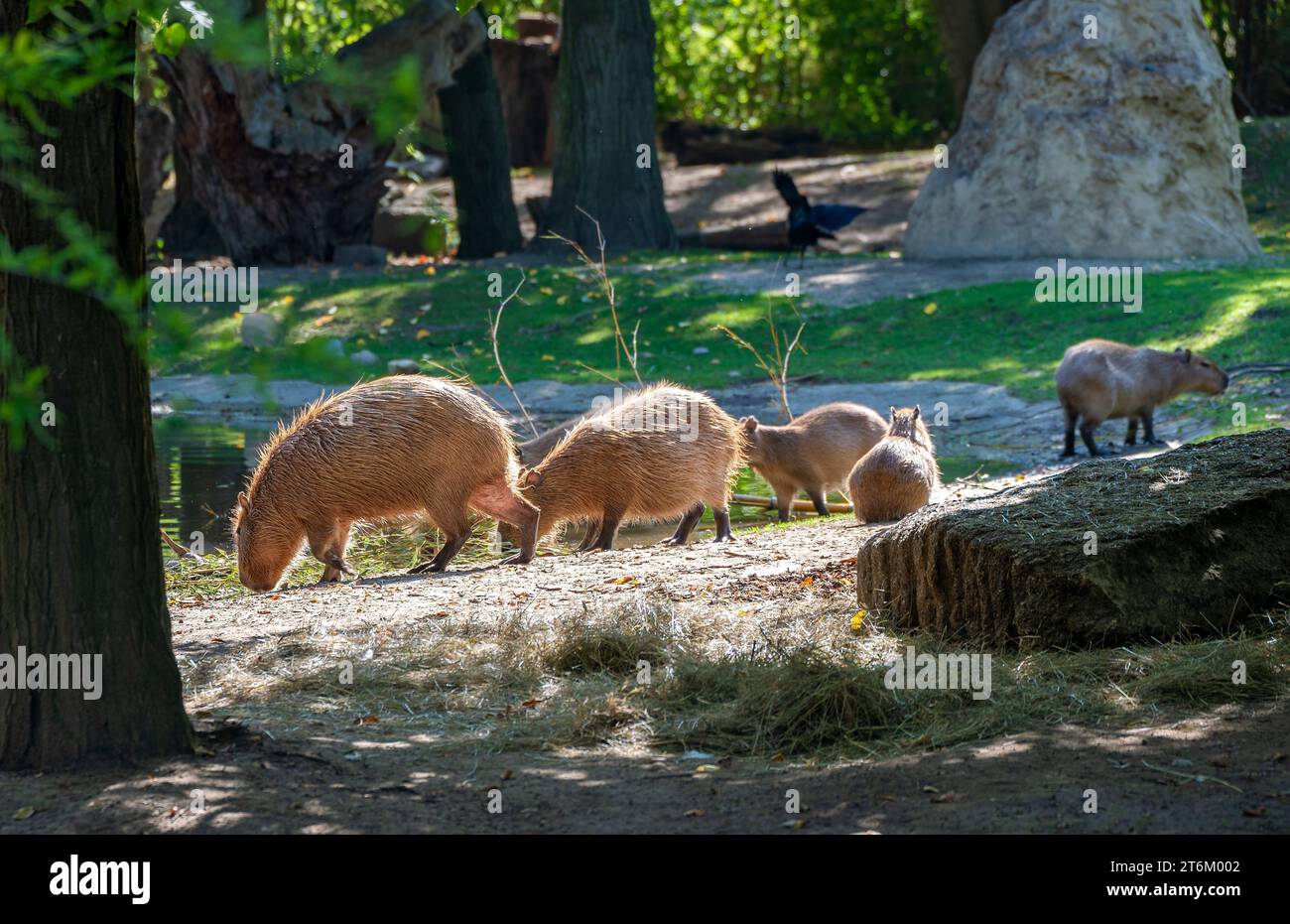 Giant capybara hi-res stock photography and images - Alamy