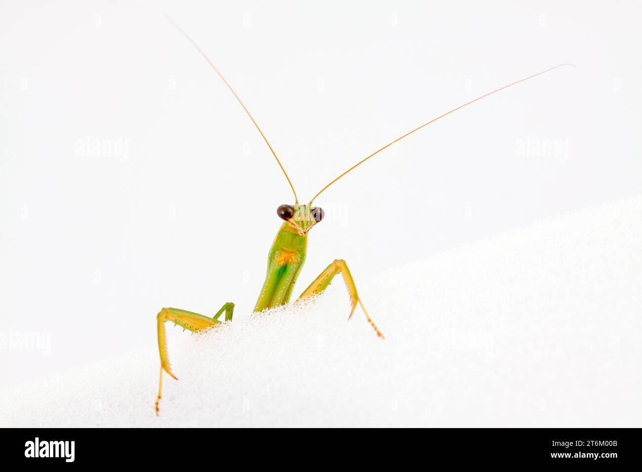Mantis in white background, closeup of photo Stock Photo - Alamy