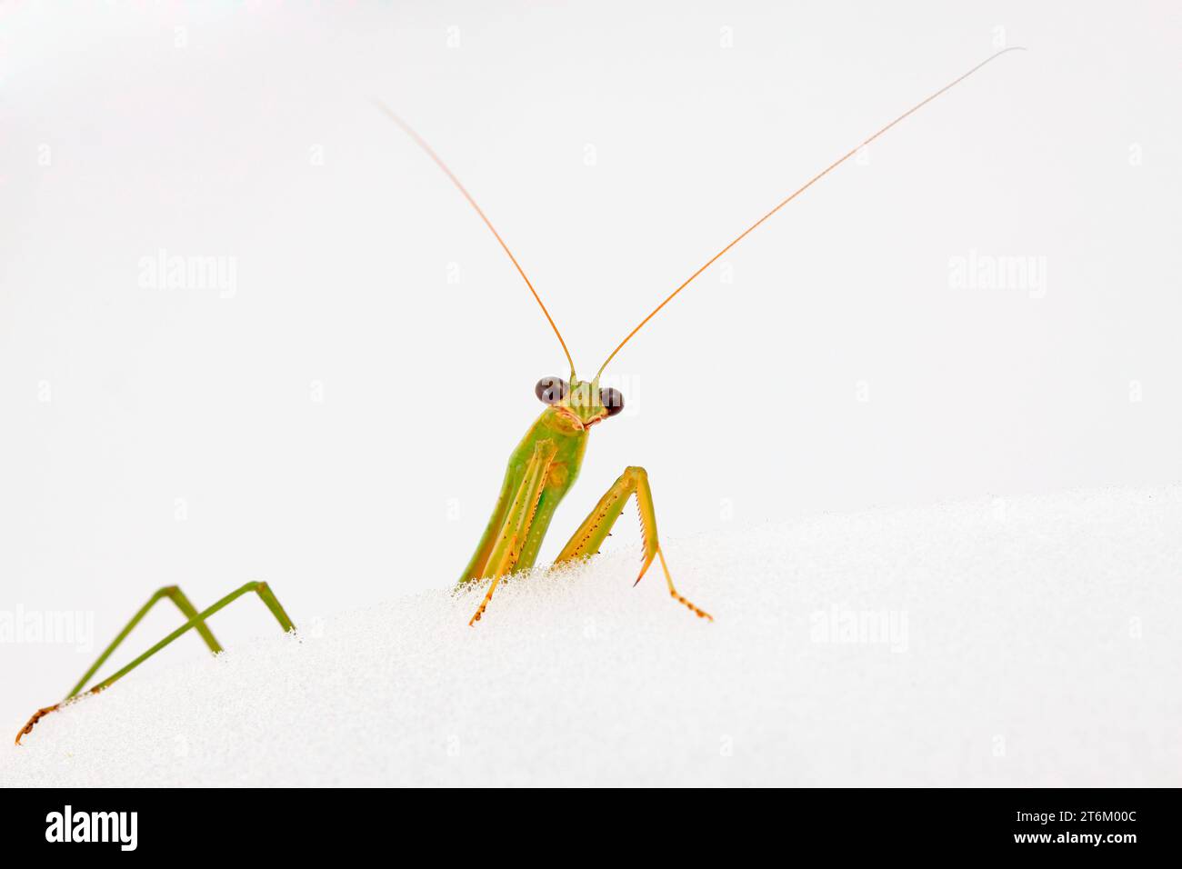 Mantis in white background, closeup of photo Stock Photo - Alamy