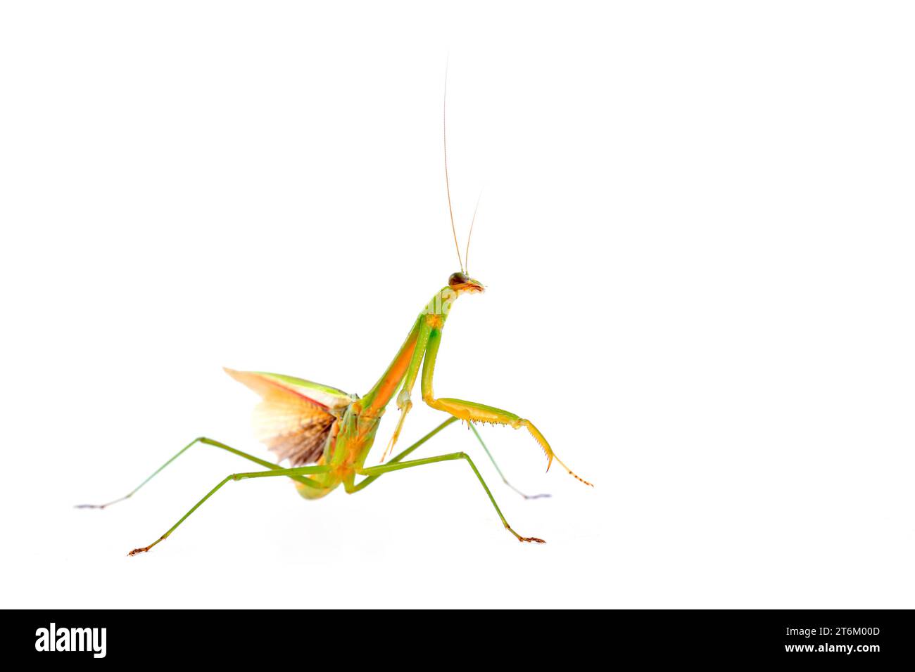 Mantis body Cut Out Stock Images & Pictures - Alamy