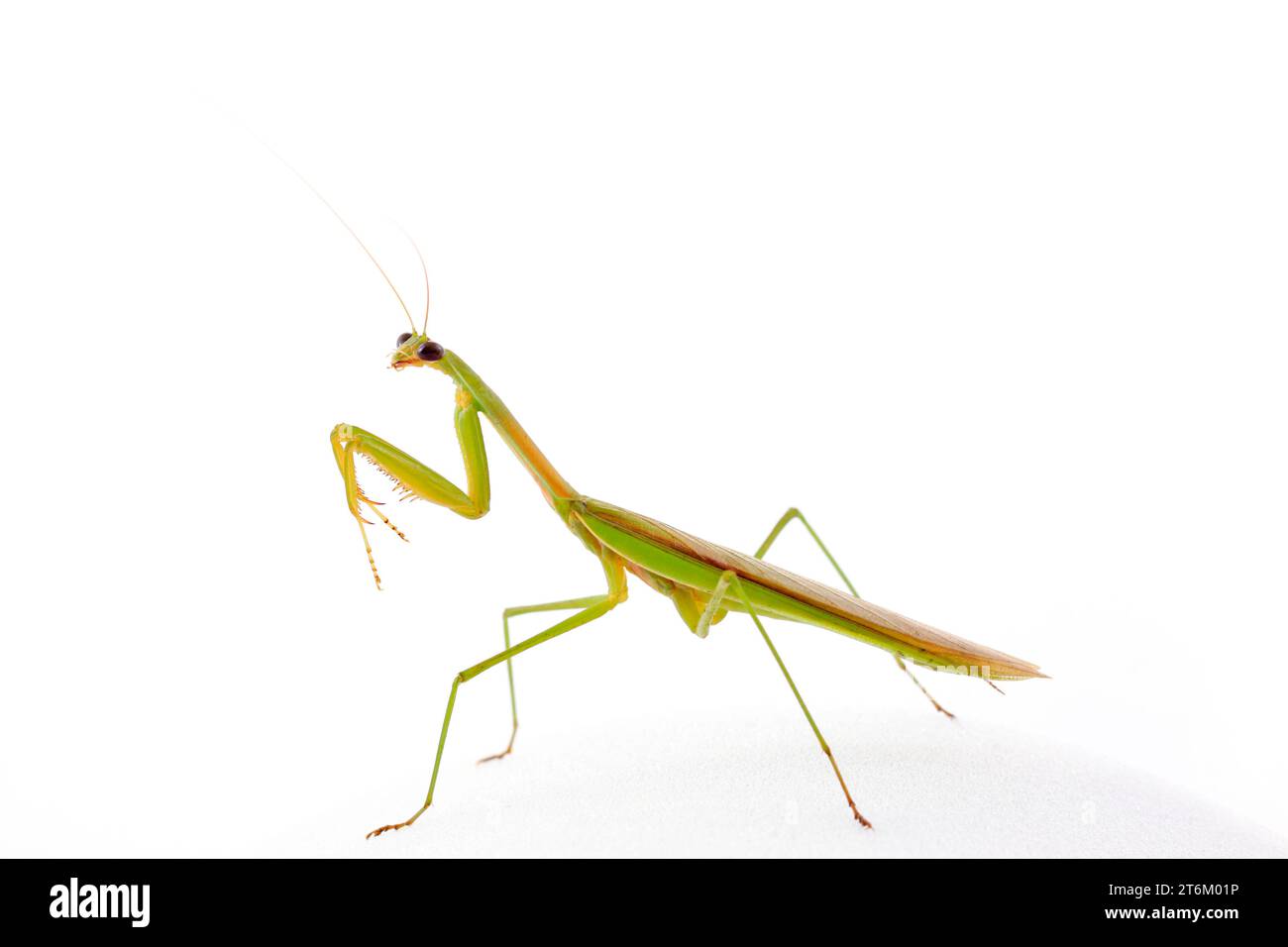 Mantis in white background, closeup of photo Stock Photo - Alamy
