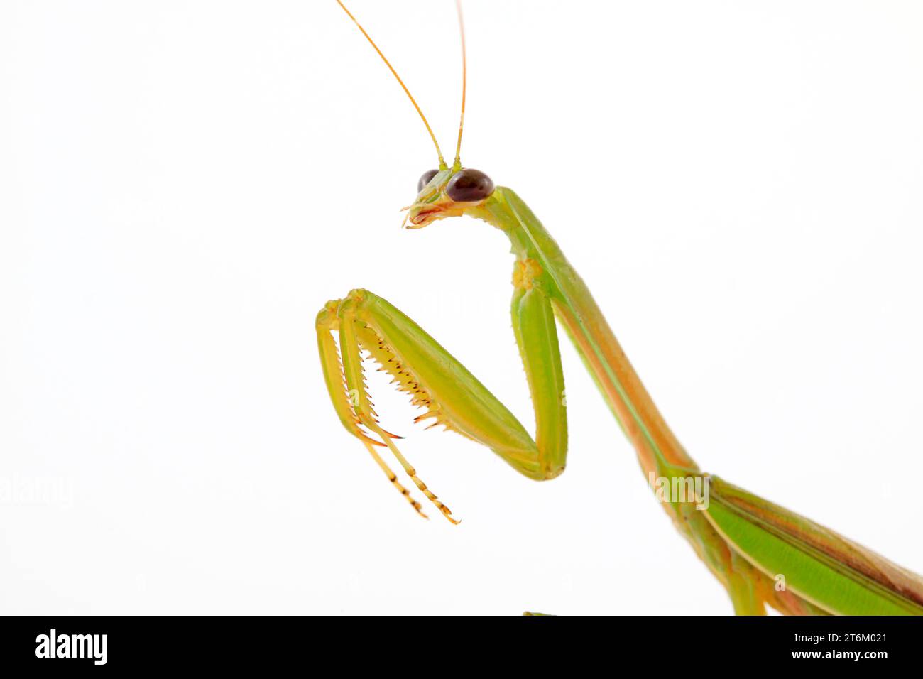 Mantis in white background, closeup of photo Stock Photo - Alamy