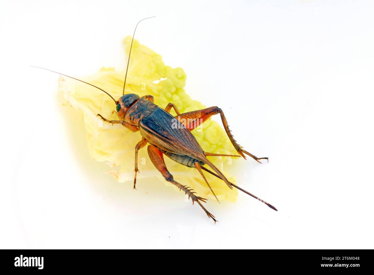 Crickets wings Cut Out Stock Images & Pictures - Alamy