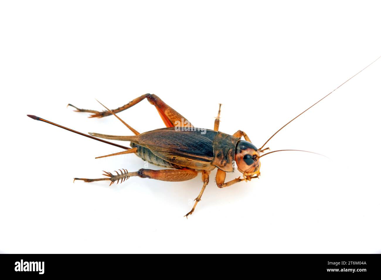 cricket in a white background, closeup of photo Stock Photo - Alamy