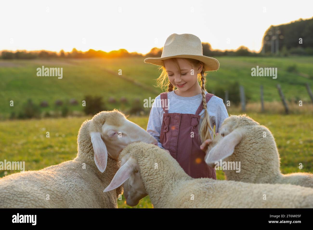 Girl with sheep on pasture. Farm animals Stock Photo - Alamy