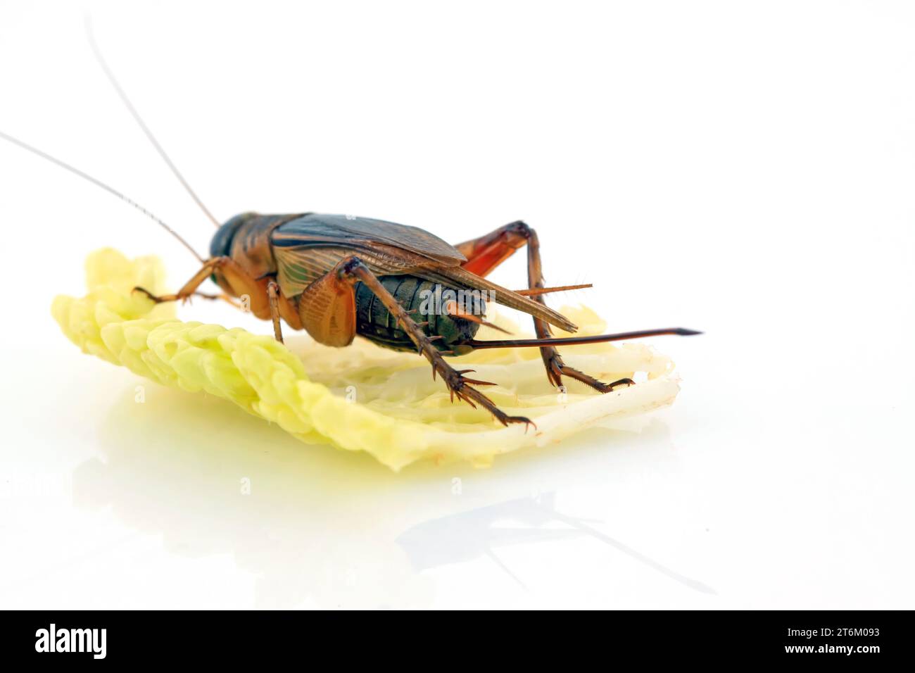 Crickets wings Cut Out Stock Images & Pictures - Alamy