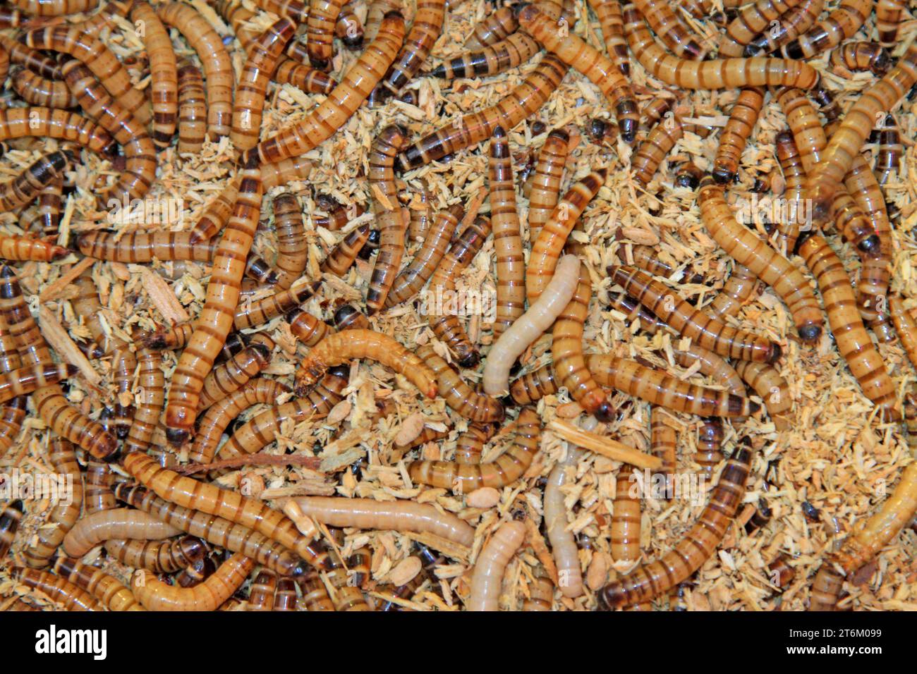 Yellow powder insect, closeup of photo Stock Photo - Alamy