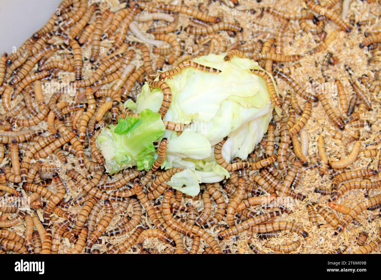 Yellow powder insect, closeup of photo Stock Photo - Alamy