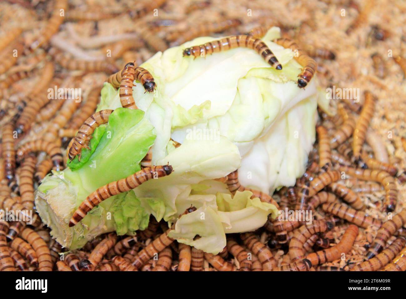 Yellow powder insect hi-res stock photography and images - Alamy
