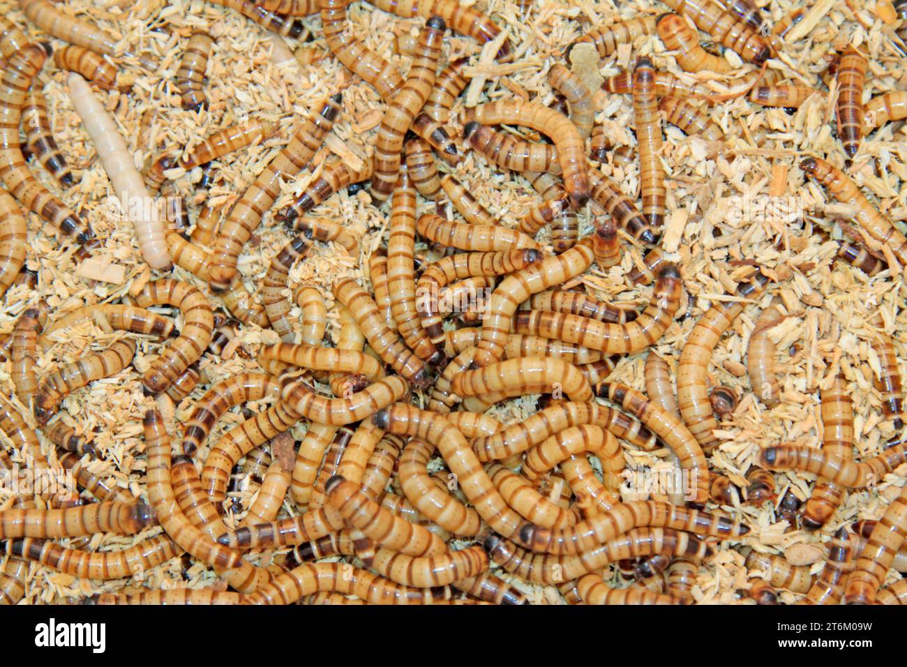 Powder beetles hi-res stock photography and images - Alamy