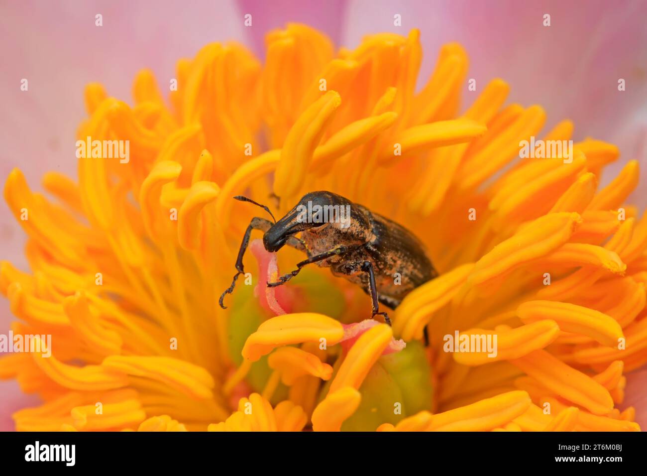 snout beetle on the plant, a kind of insect has a long nose Stock Photo ...