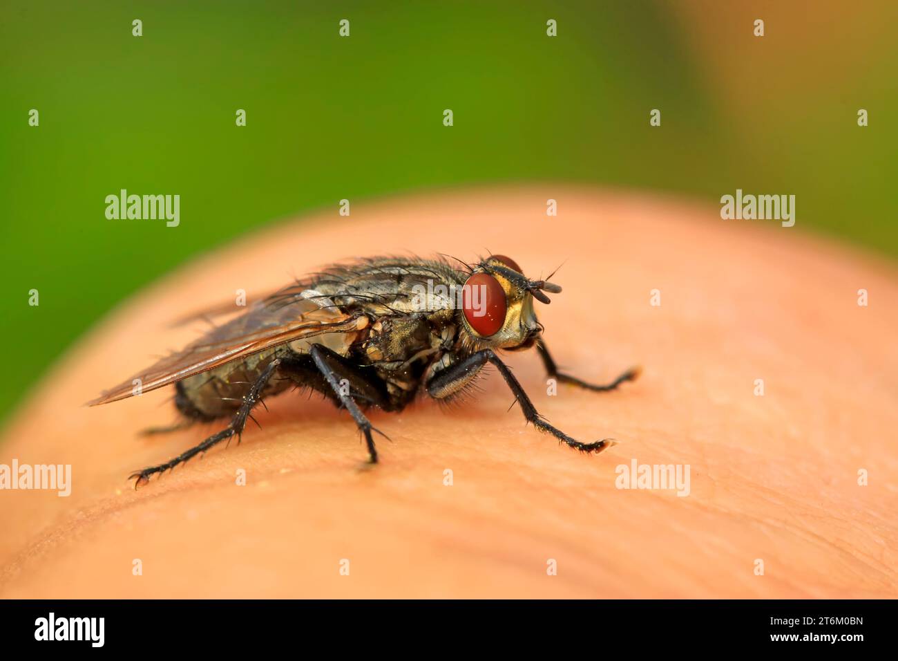 Tachinid fly species hi-res stock photography and images - Alamy
