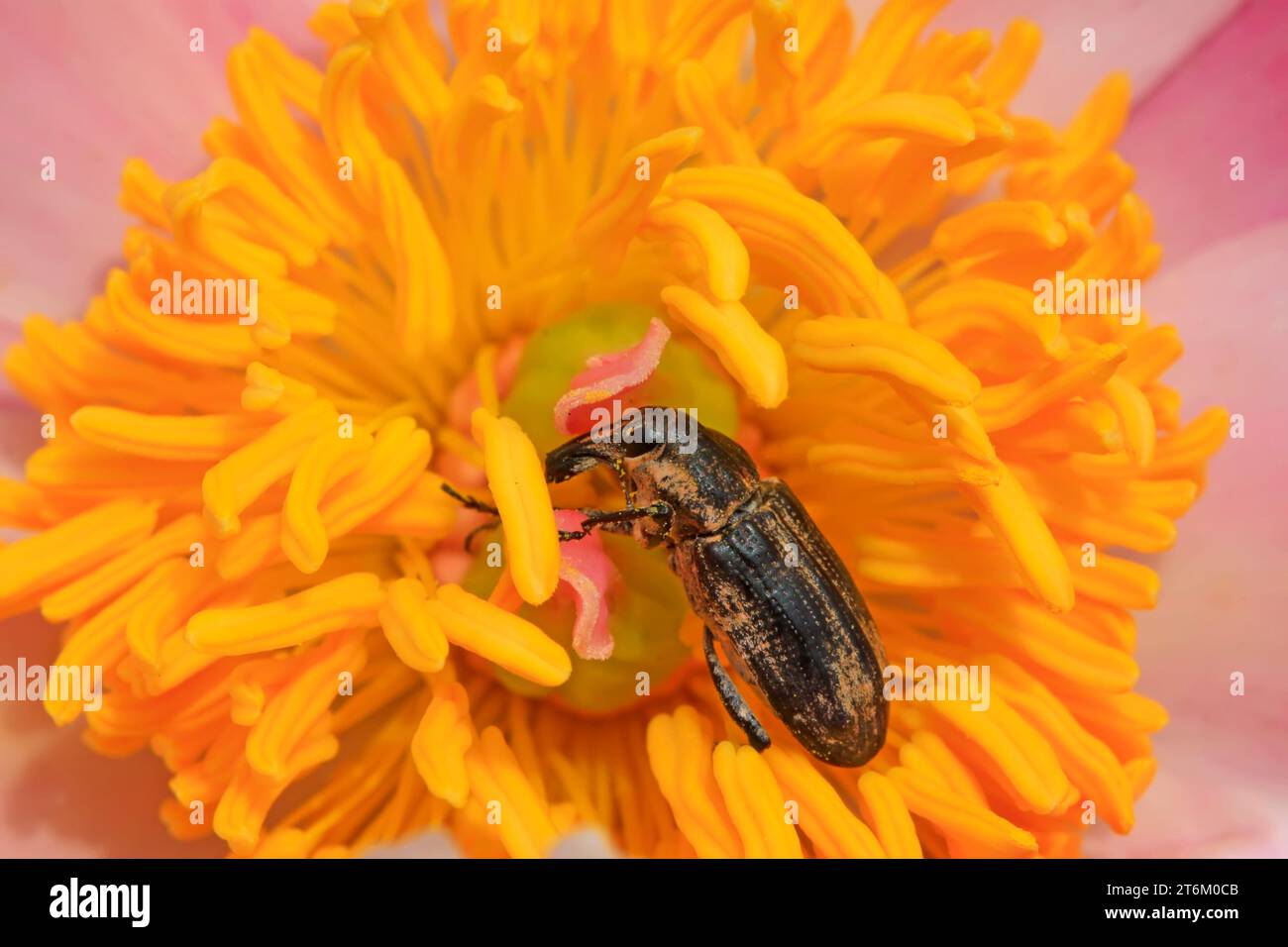 snout beetle on the plant, a kind of insect has a long nose Stock Photo ...