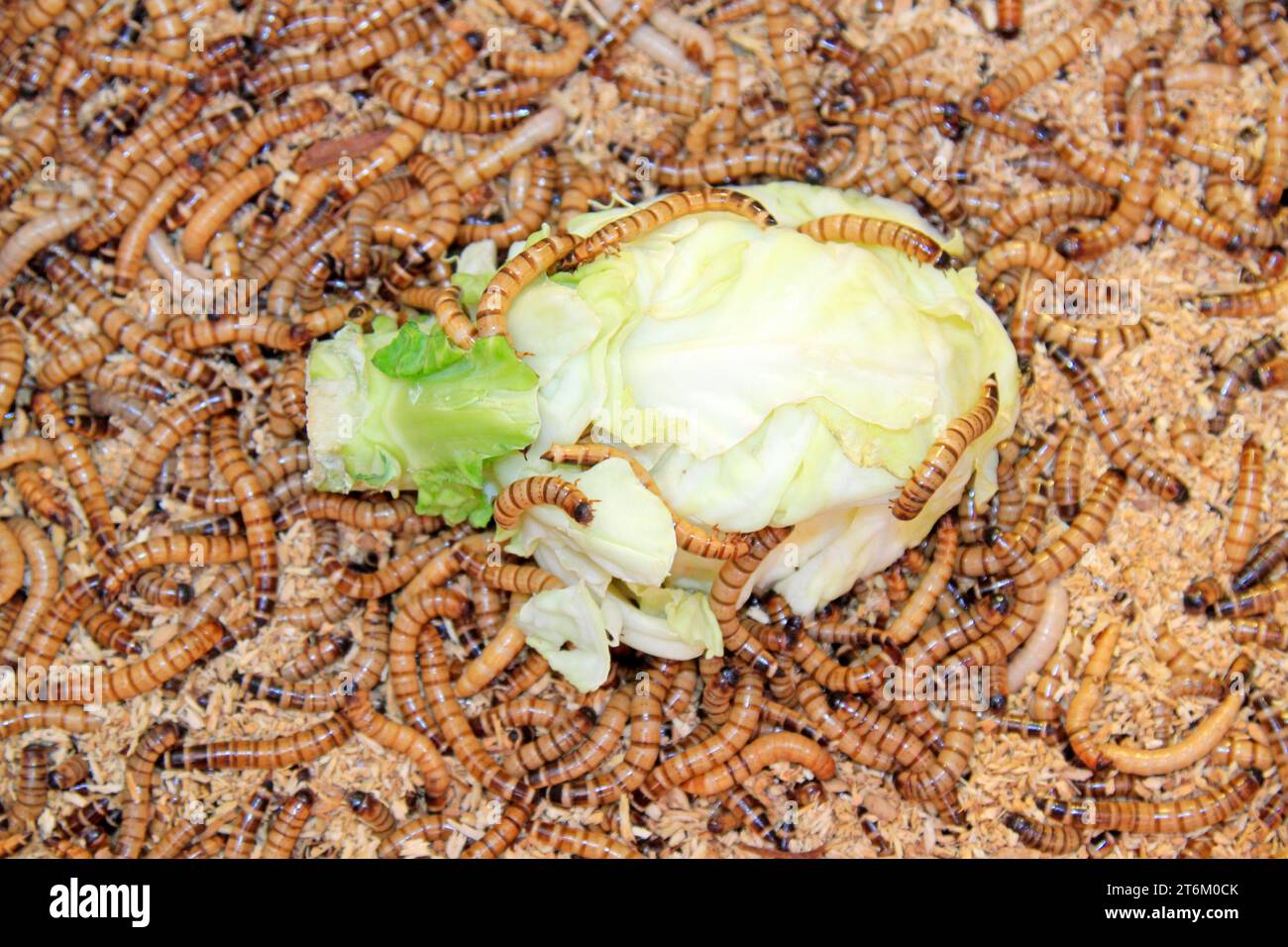 Yellow powder insect hi-res stock photography and images - Alamy