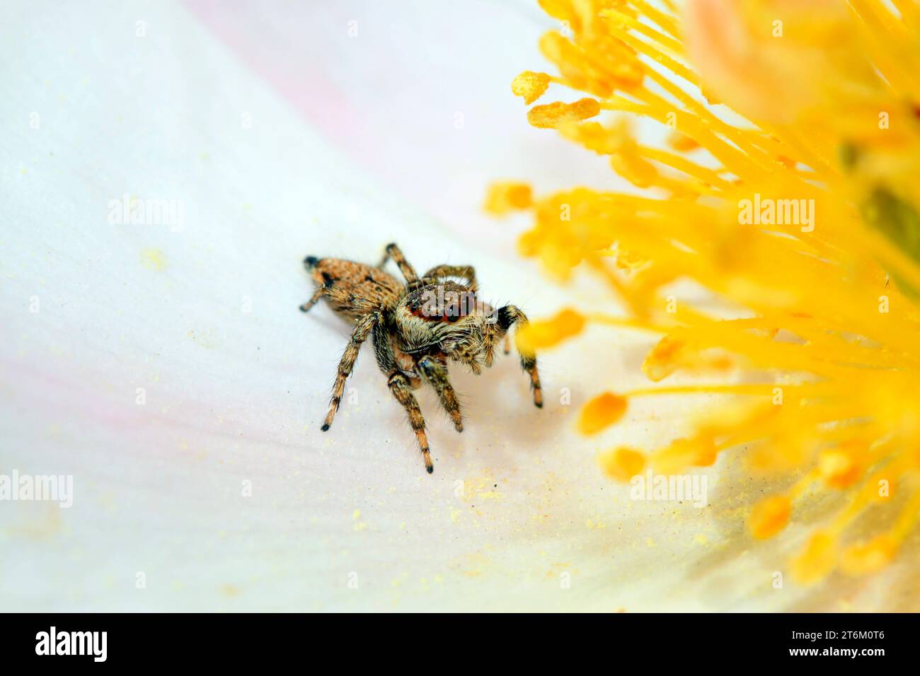 Spiders crawling on white hi-res stock photography and images - Alamy