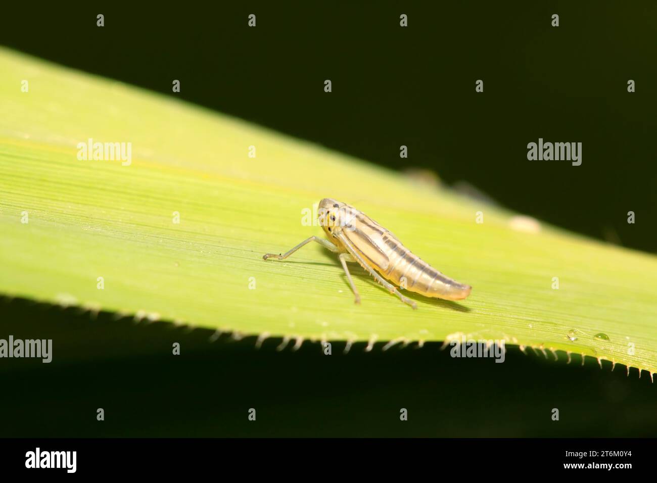 Green leafhopper hi-res stock photography and images - Alamy