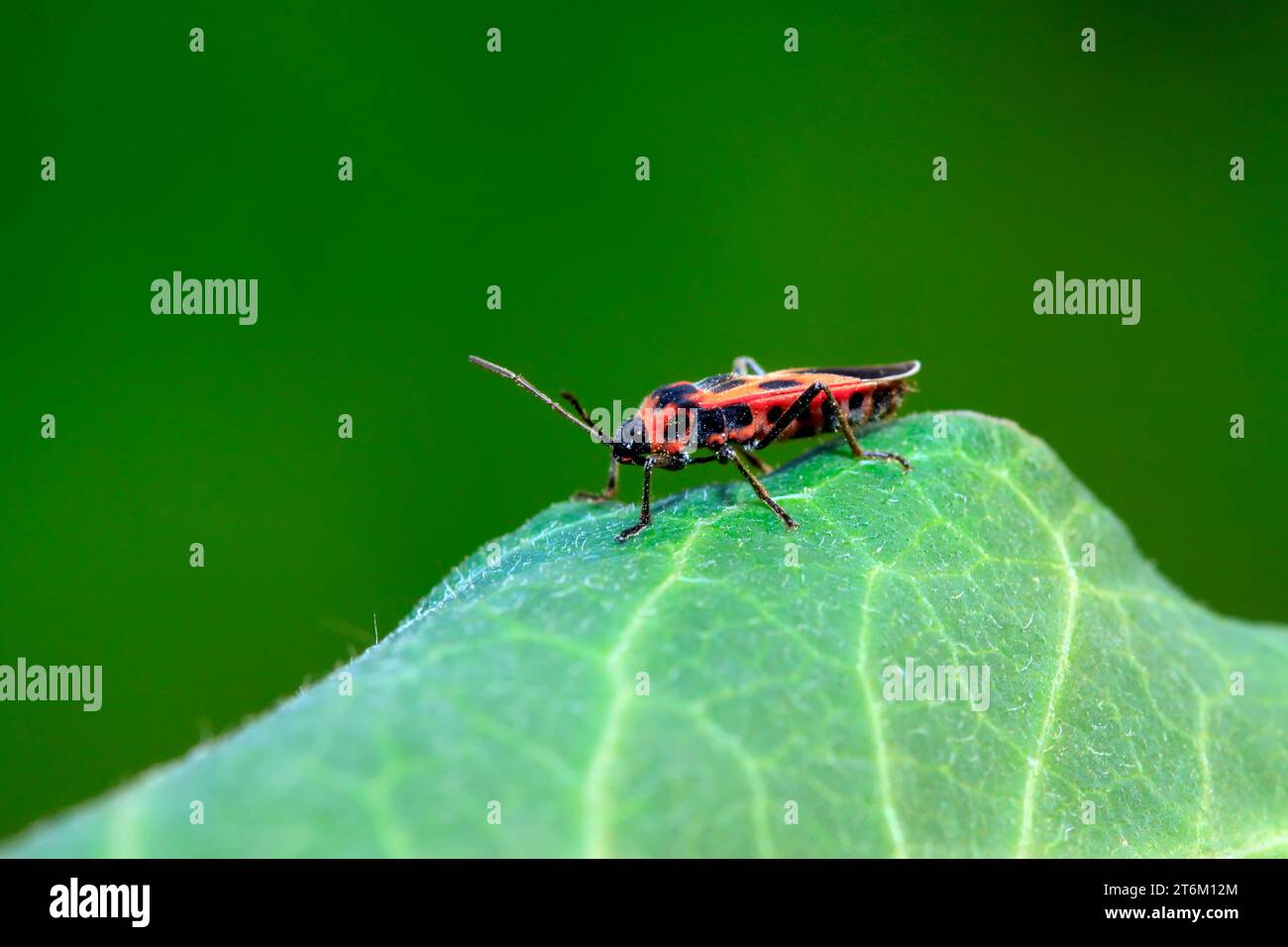 Fart insect hi-res stock photography and images - Alamy