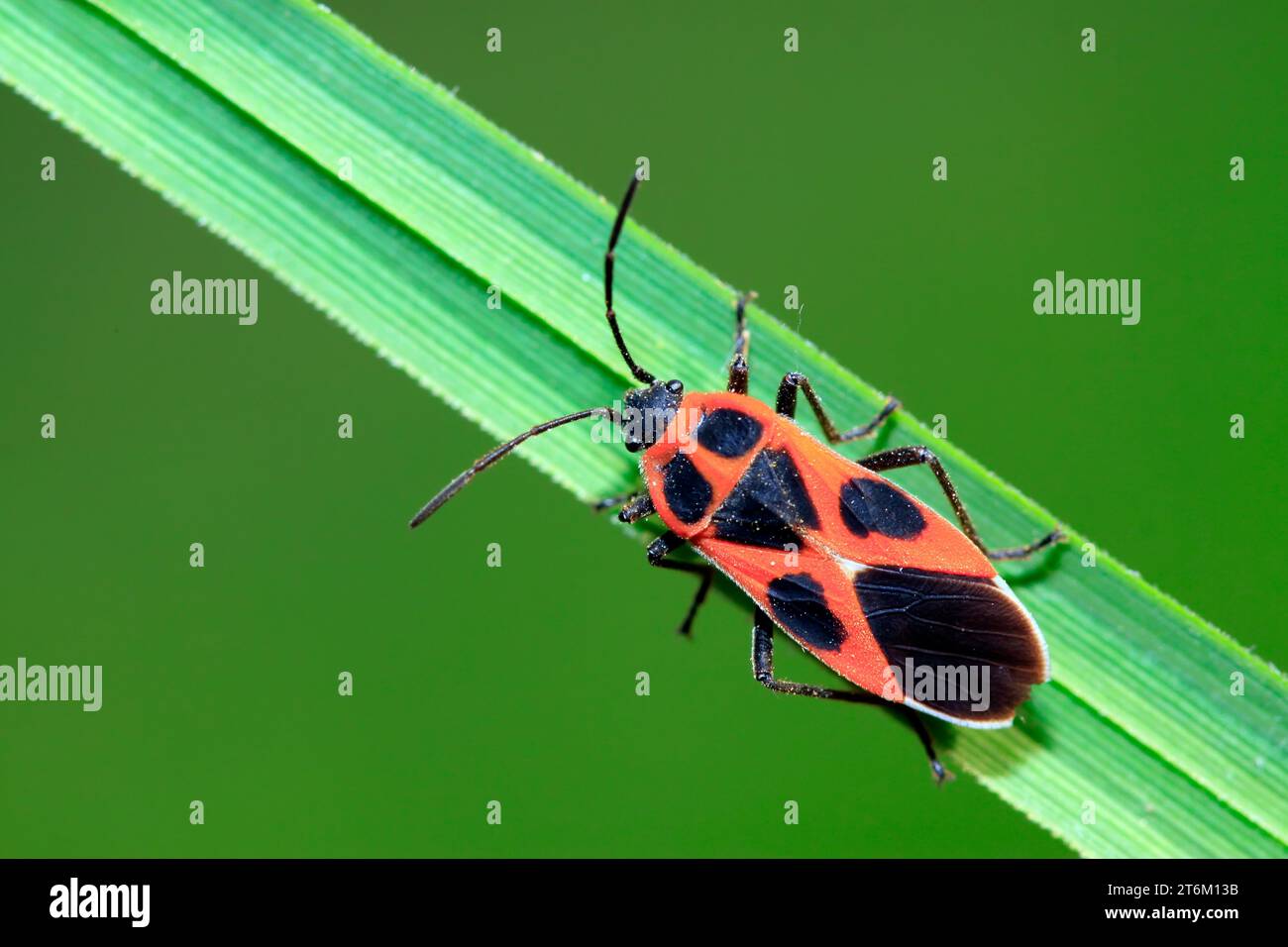 Lygaeidae hi-res stock photography and images - Alamy