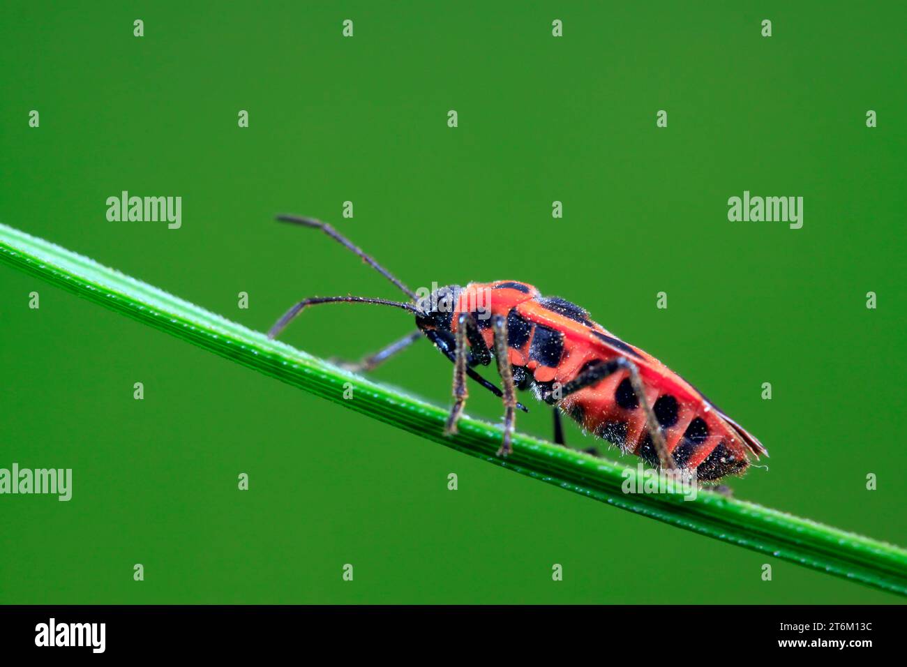Fart insect hi-res stock photography and images - Alamy
