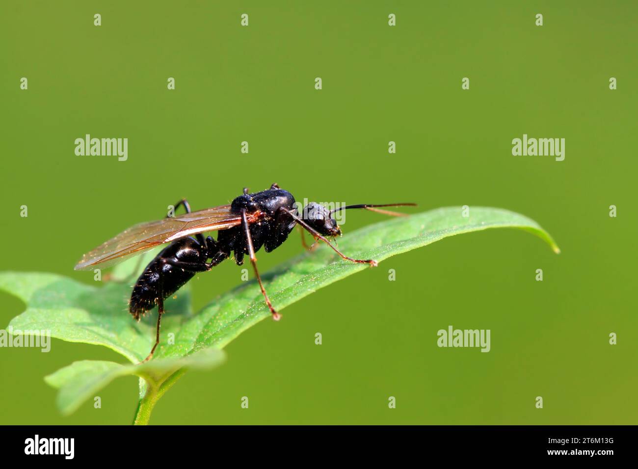 Japanese carpenter ants hi-res stock photography and images - Alamy