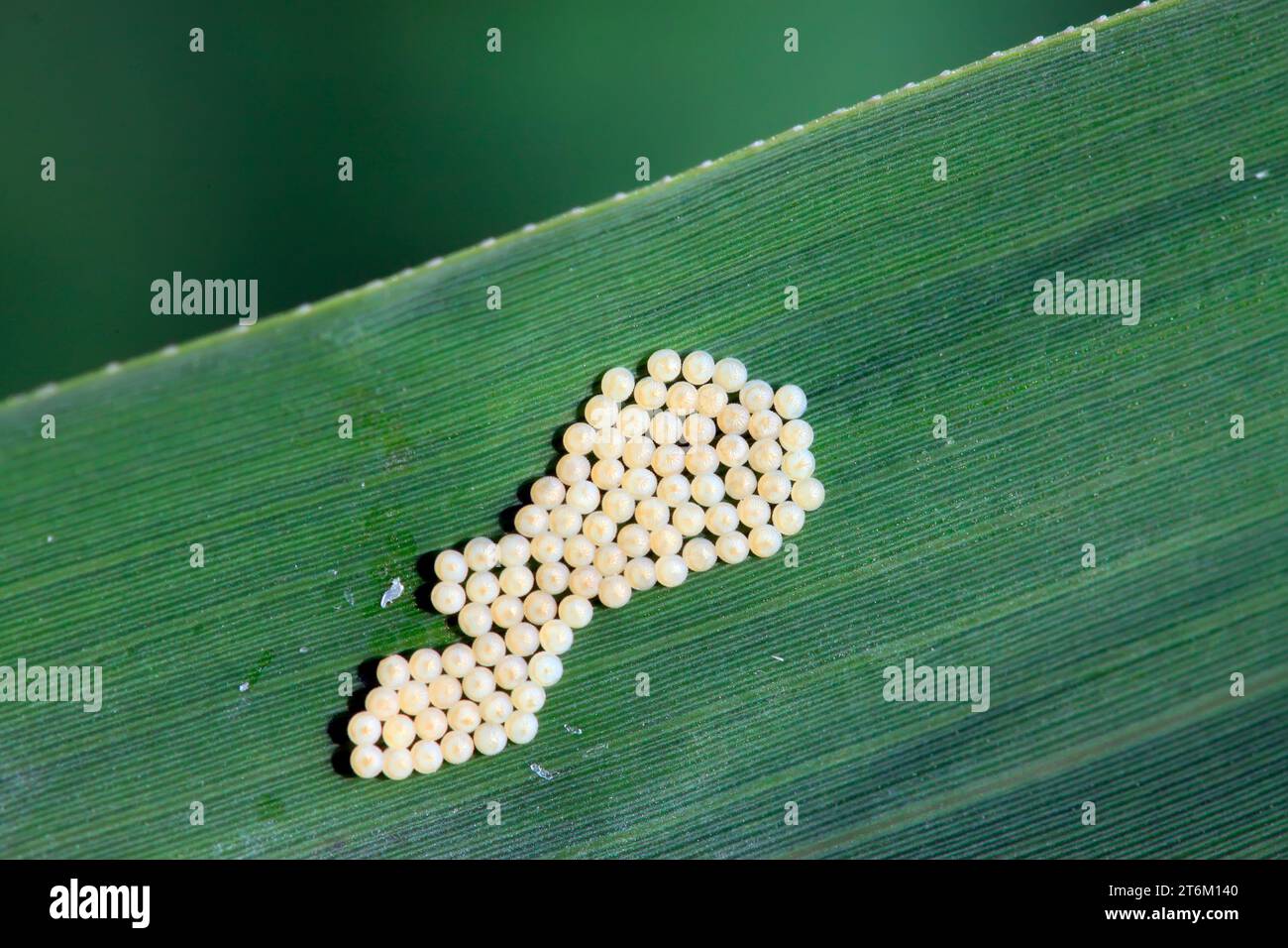 Insect eggs on the plant leaves Stock Photo - Alamy