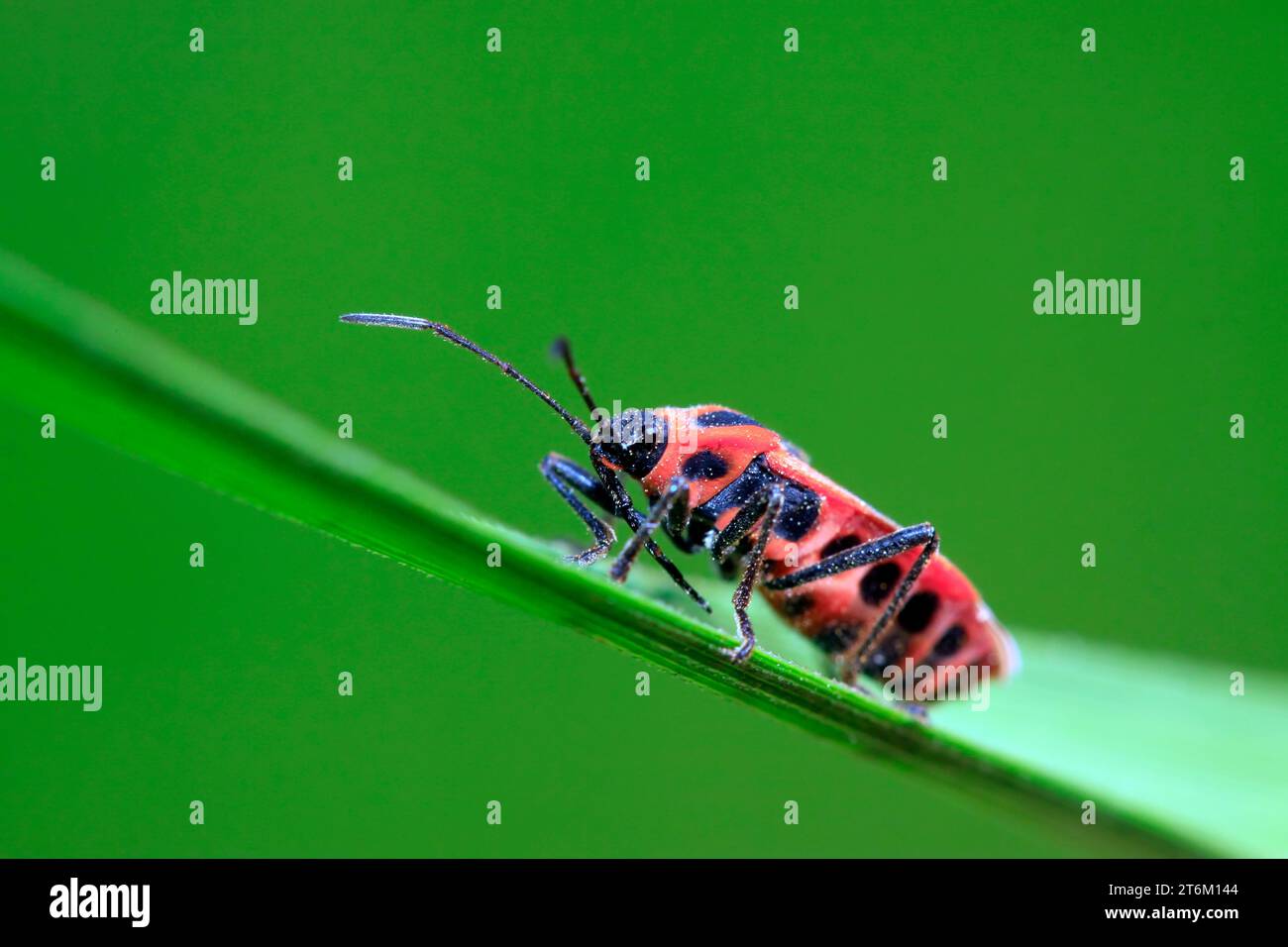 Fart insect hi-res stock photography and images - Alamy