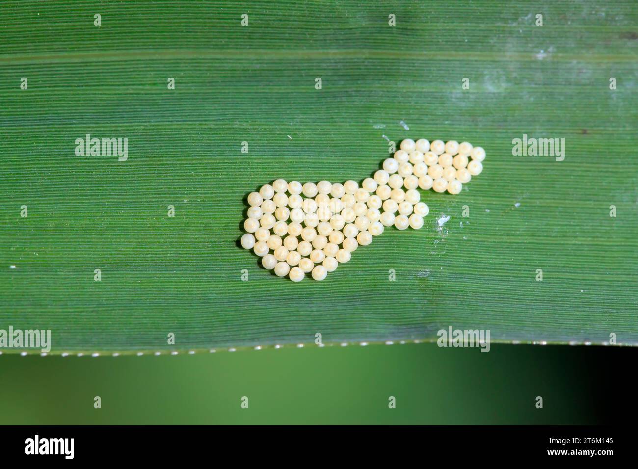Insect eggs on the plant leaves Stock Photo - Alamy