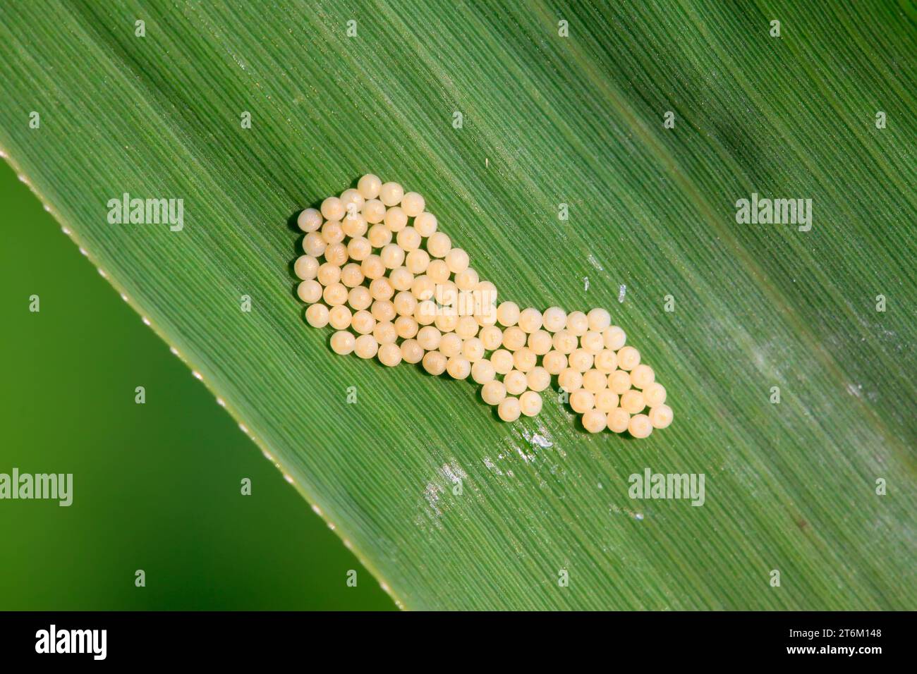 Insect eggs on the plant leaves Stock Photo - Alamy